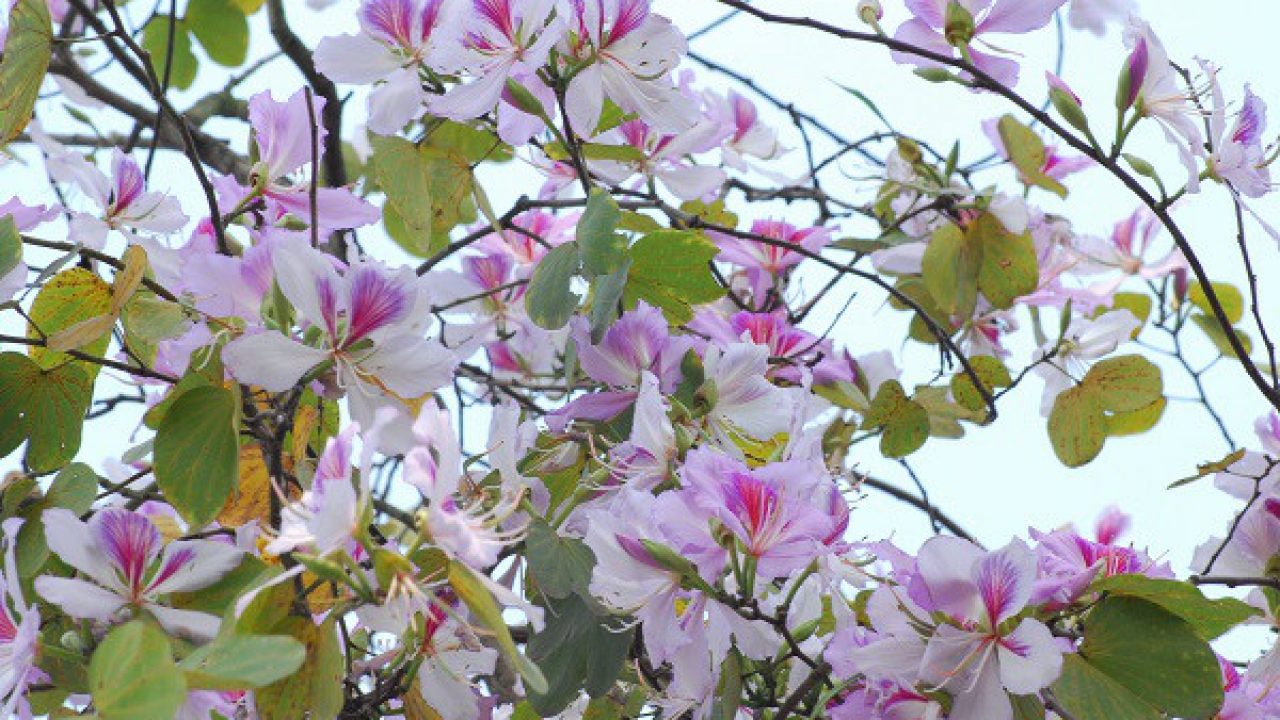 Thơ về hoa ban hay, hình ảnh hoa ban đẹp nhất - META.vn