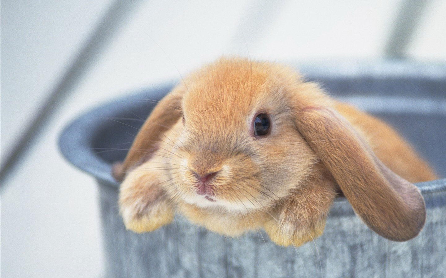 Hình ảnh con thỏ cute, ảnh thỏ hoạt hình dễ thương đẹp nhất - META.vn