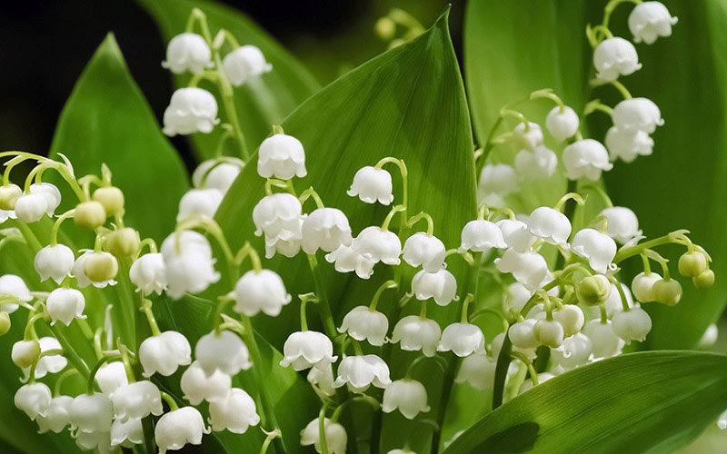 Hoa linh lan có ý nghĩa gì? Giá bán và hình ảnh hoa linh lan đẹp nhất